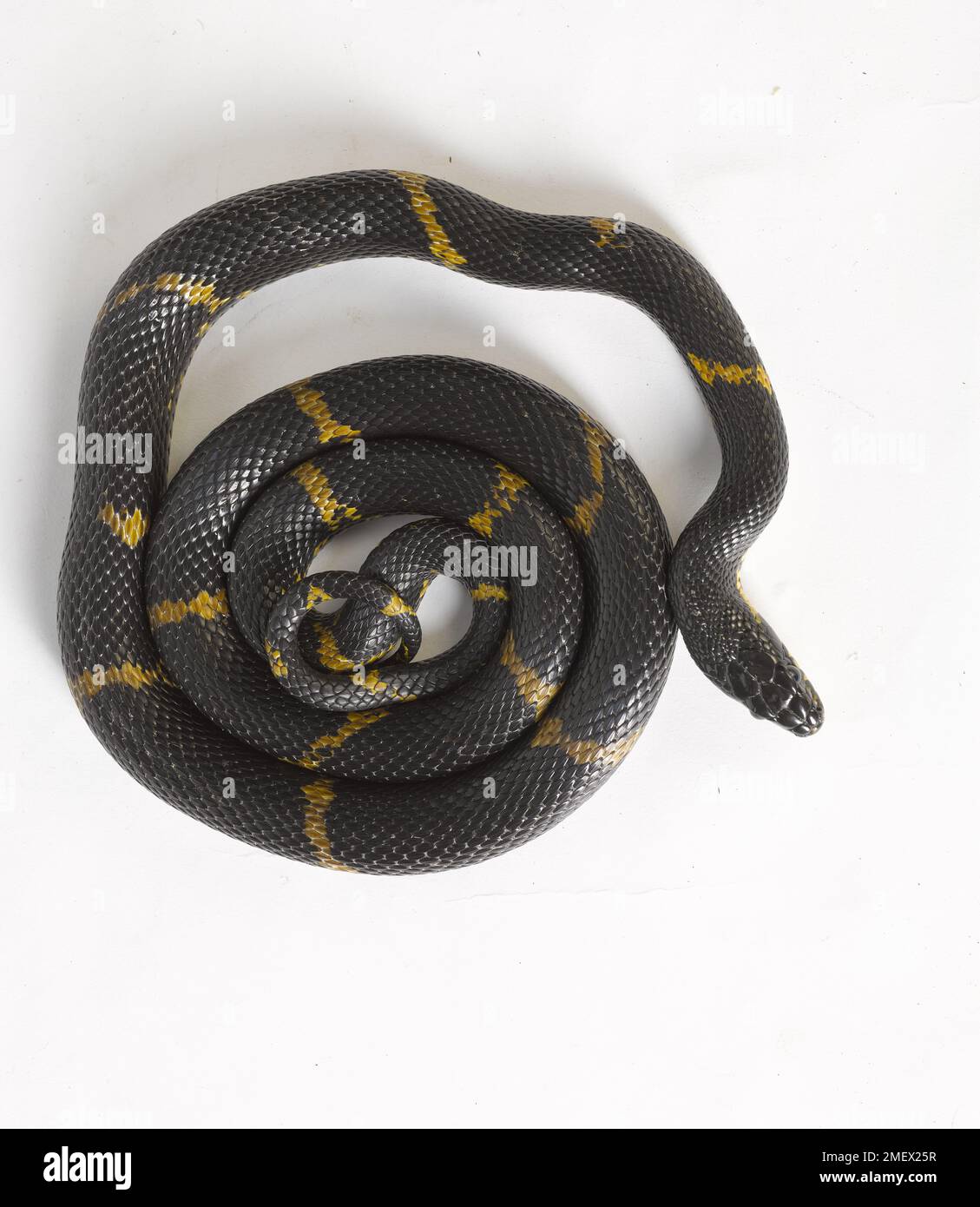 Ratier noir Banque de photographies et d’images à haute résolution - Alamy