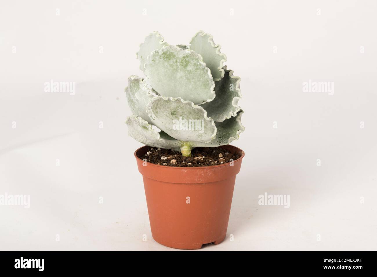 Cotylédon orbiculata Banque de photographies et d’images à haute ...