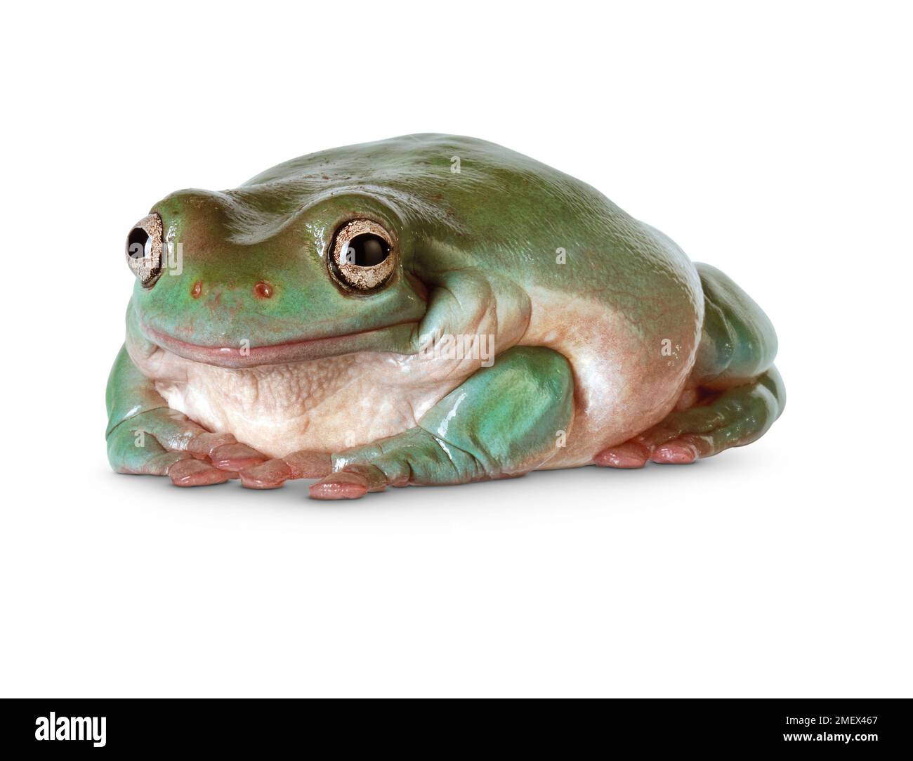 Whites tree Banque de photographies et d’images à haute résolution - Alamy