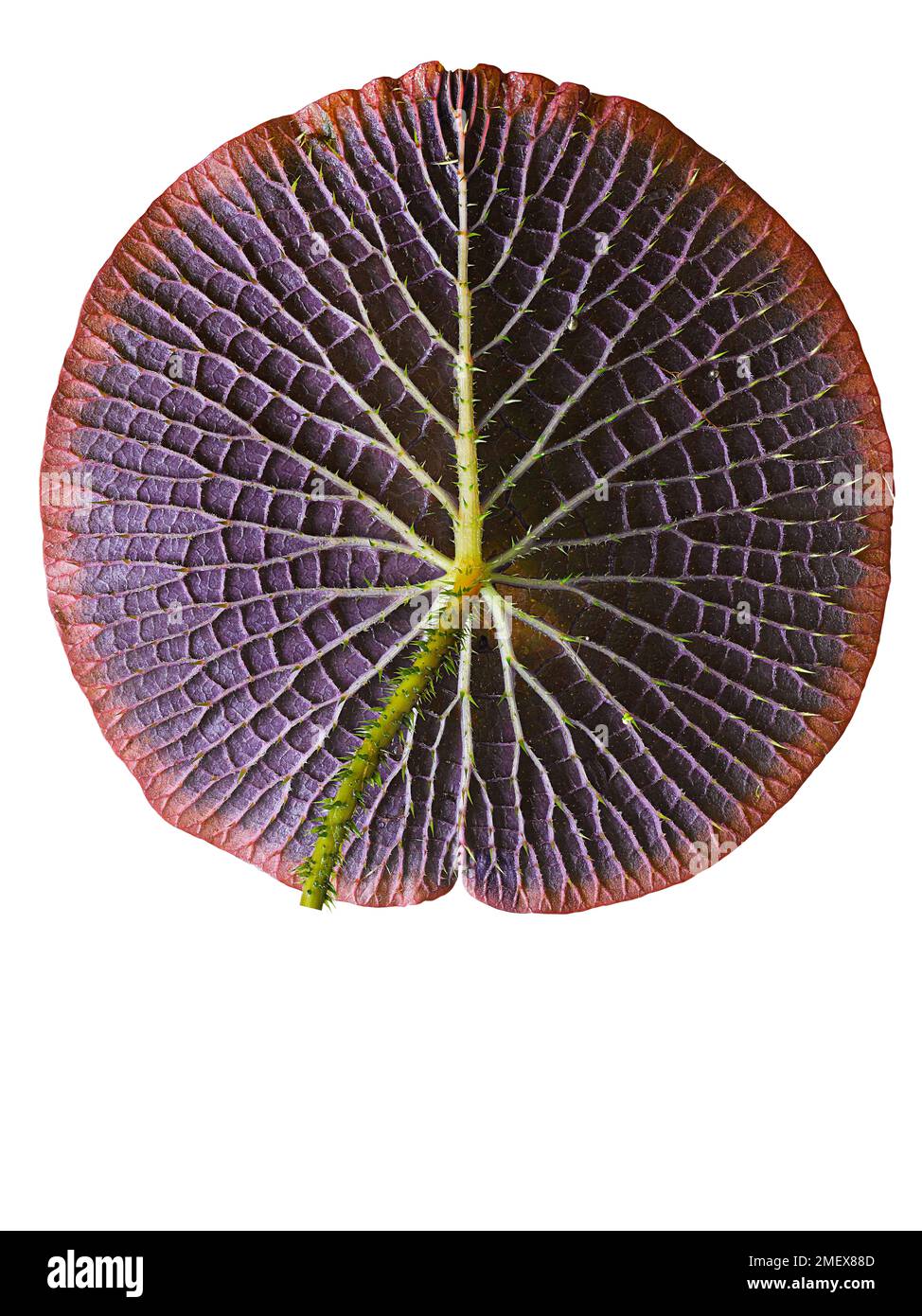 Amazonica victoria Banque d'images détourées - Alamy