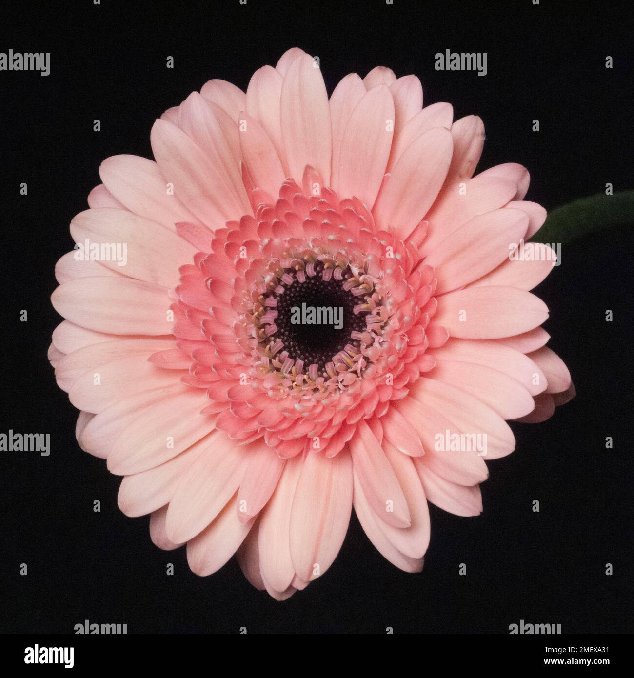 Iso 800 Banque de photographies et d’images à haute résolution - Alamy