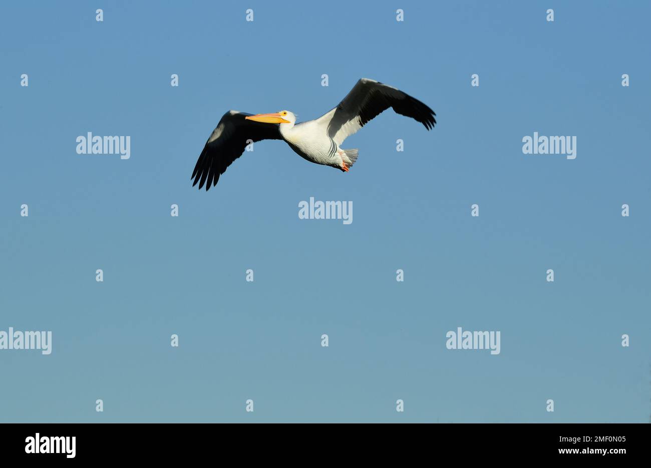 Pelican fish Banque de photographies et d’images à haute résolution - Alamy