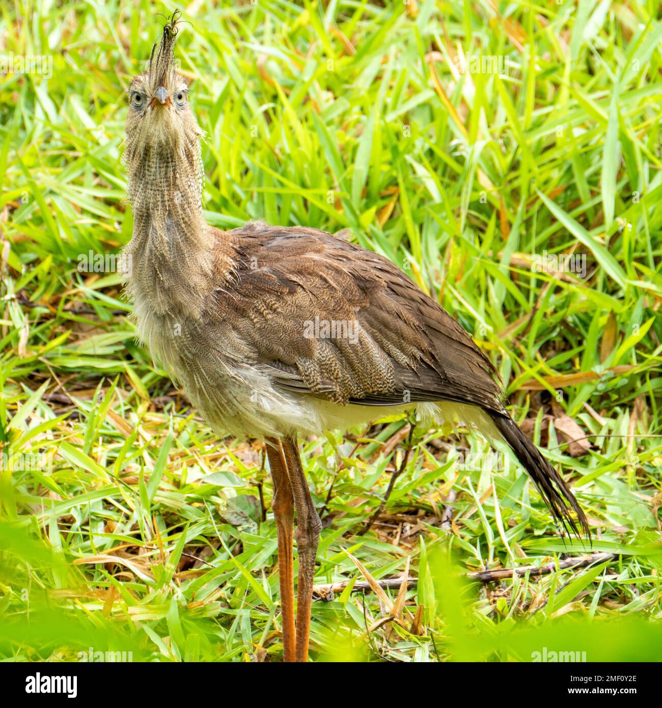 Oiseau pattes rouges Banque de photographies et d’images à haute ...