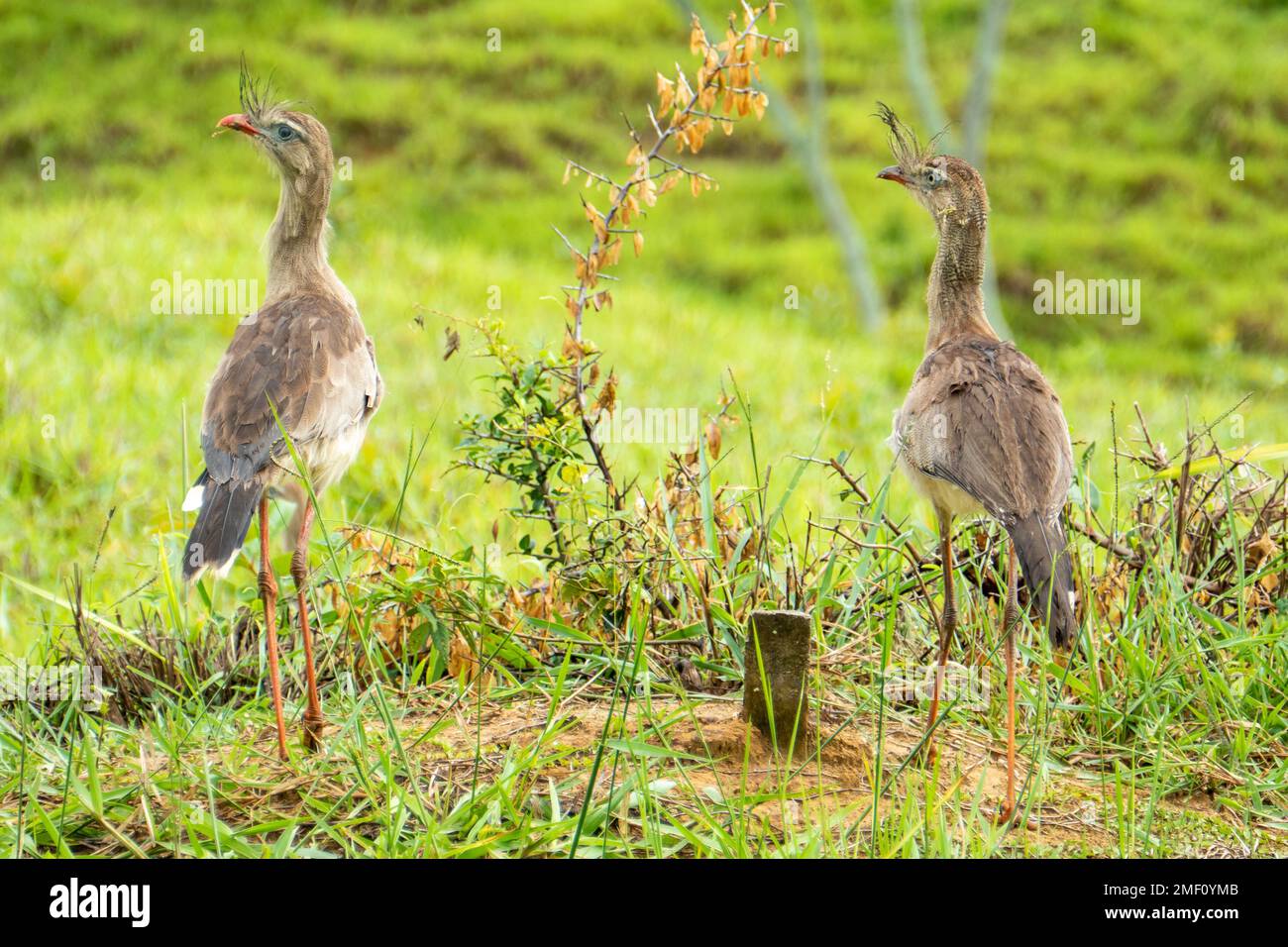 Oiseau pattes rouges Banque de photographies et d’images à haute ...