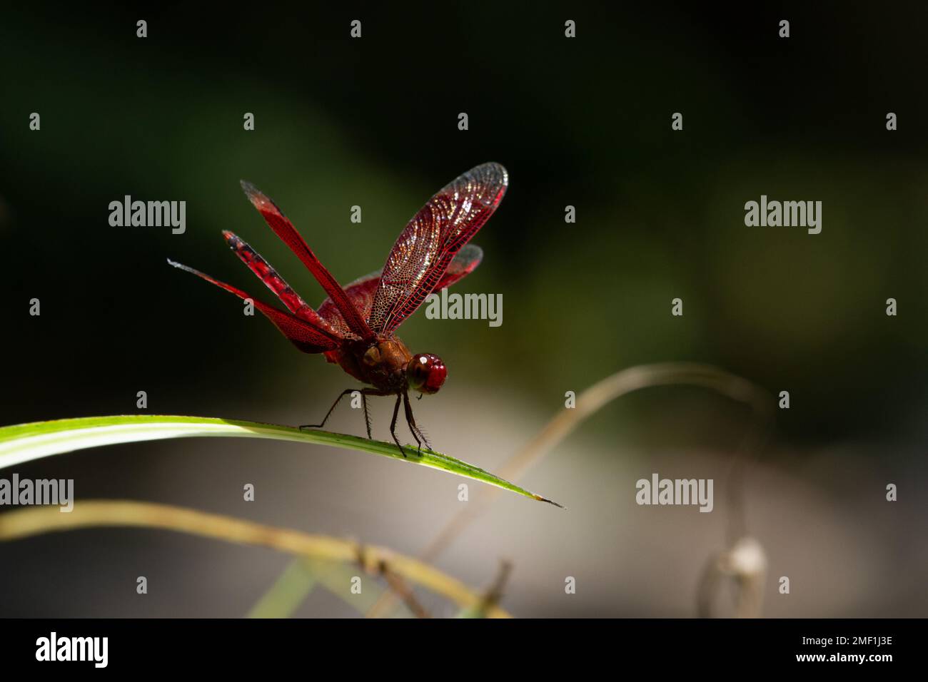 Neurothemis terminata Banque de photographies et d’images à haute ...