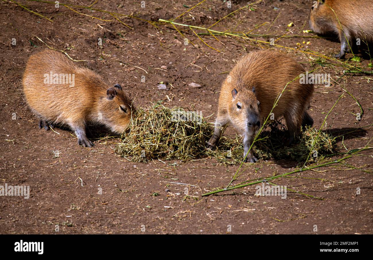 Deux bébés capybaras (Hydrochoerus hydrochaeris) au zoo de Sydney à ...