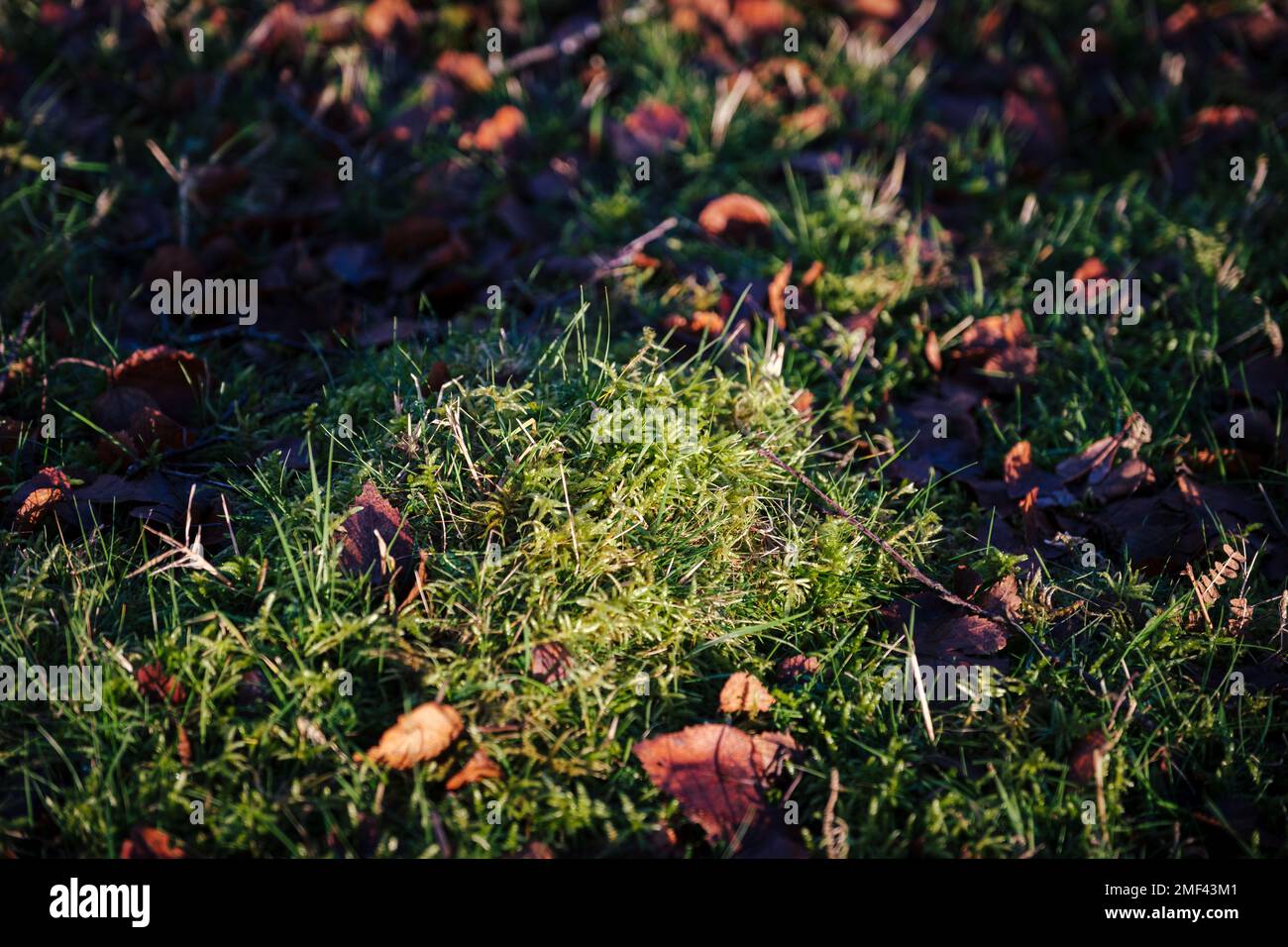 Mousse terrestre Banque de photographies et d’images à haute résolution ...