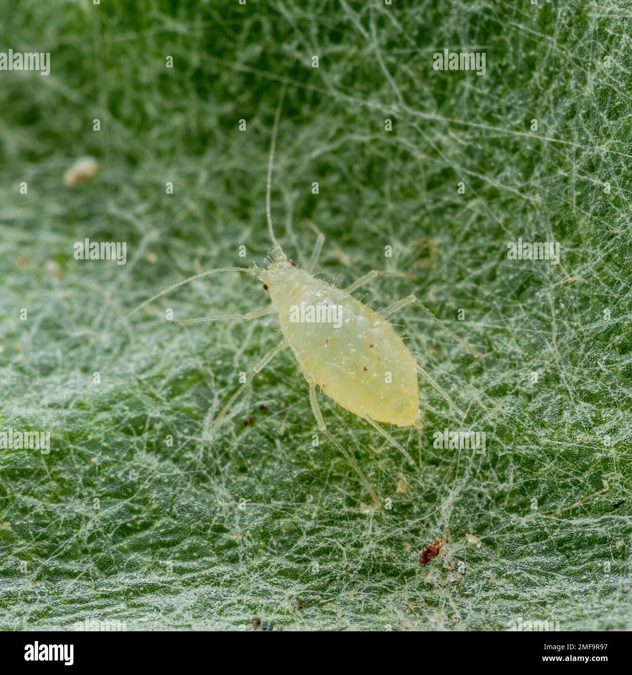 Insecte vert Banque de photographies et d’images à haute résolution - Alamy