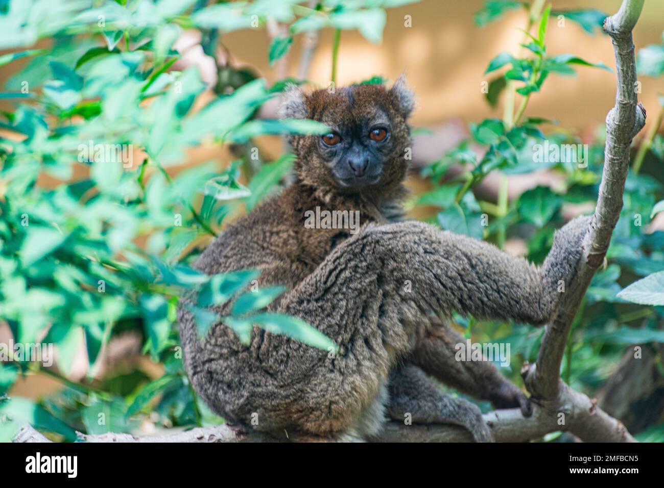 Animal du zoo de lyon Banque de photographies et d’images à haute ...