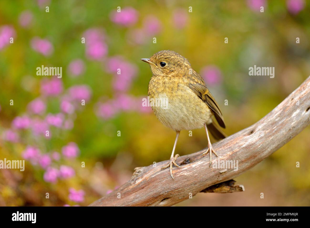 Robin (erithacus rubecula) juvénile perché sur la branche dans le bois ...
