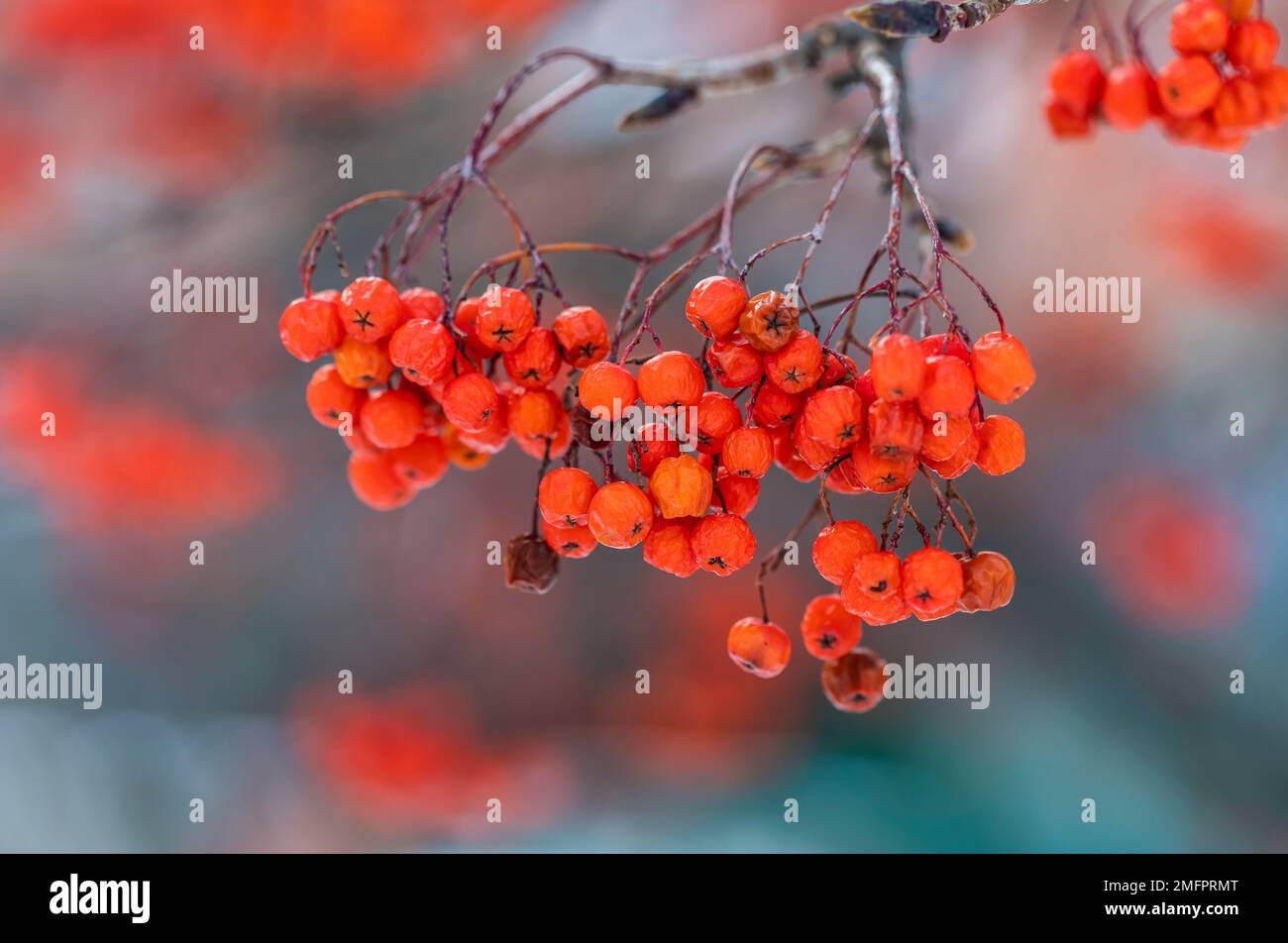 Baies rouges sur les arbres Banque de photographies et d’images à haute ...