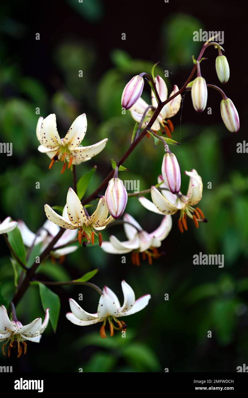 Lys martagon albiflorum Banque de photographies et d’images à haute ...