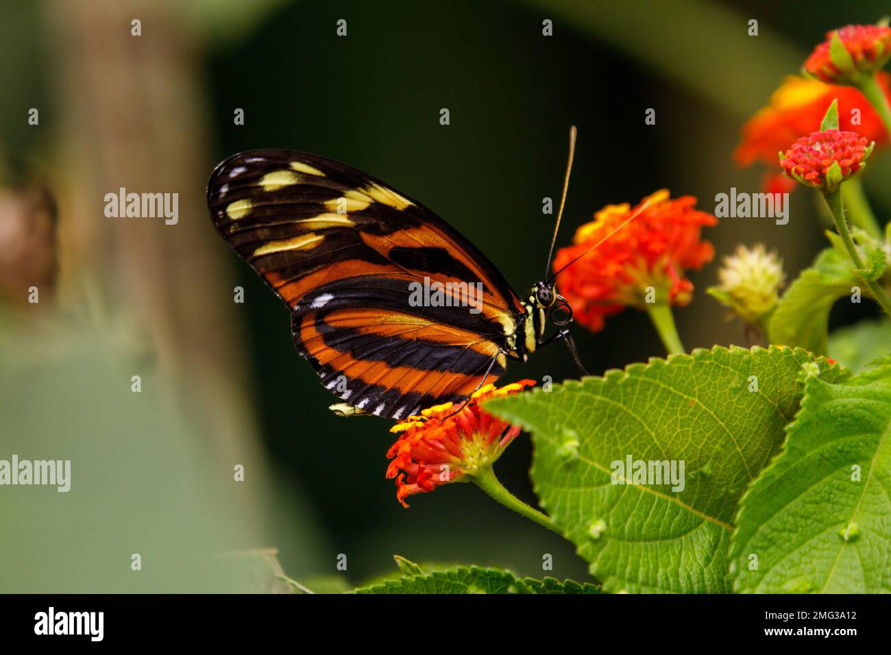 Tigre d'Ismenius ou papillon héliconien de tigre (Heliconius ismenius ...