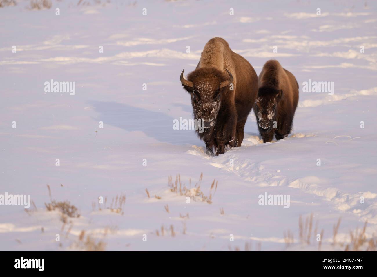 Bison dans la neige Banque de photographies et d’images à haute ...
