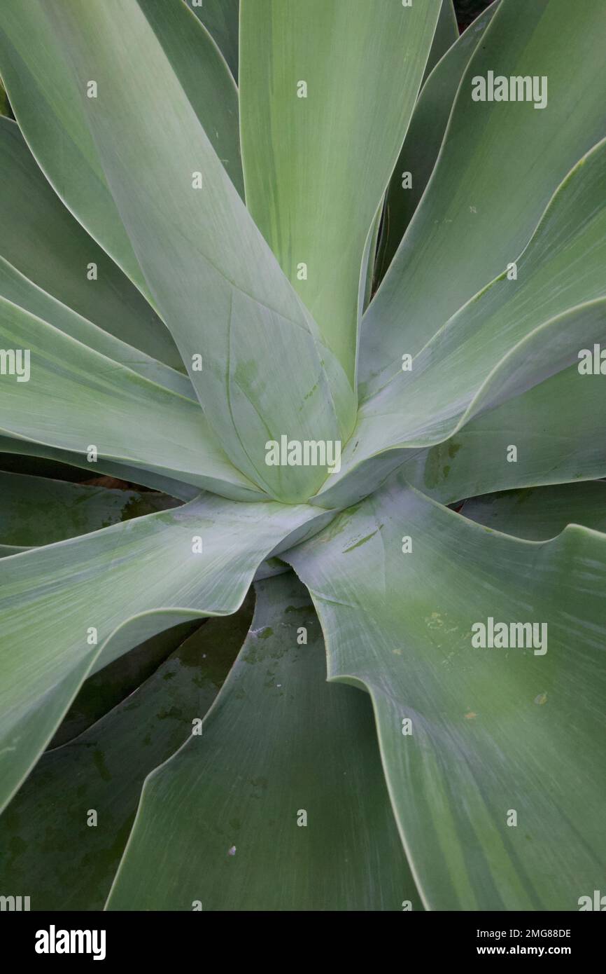 Gros plan du centre de la plante de l'atténuata d'agave, communément ...