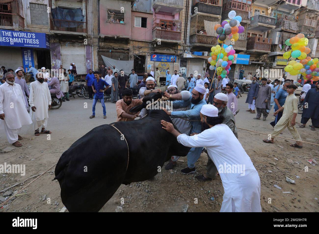 People try to control a bull for slaughtering on the occasion of the ...