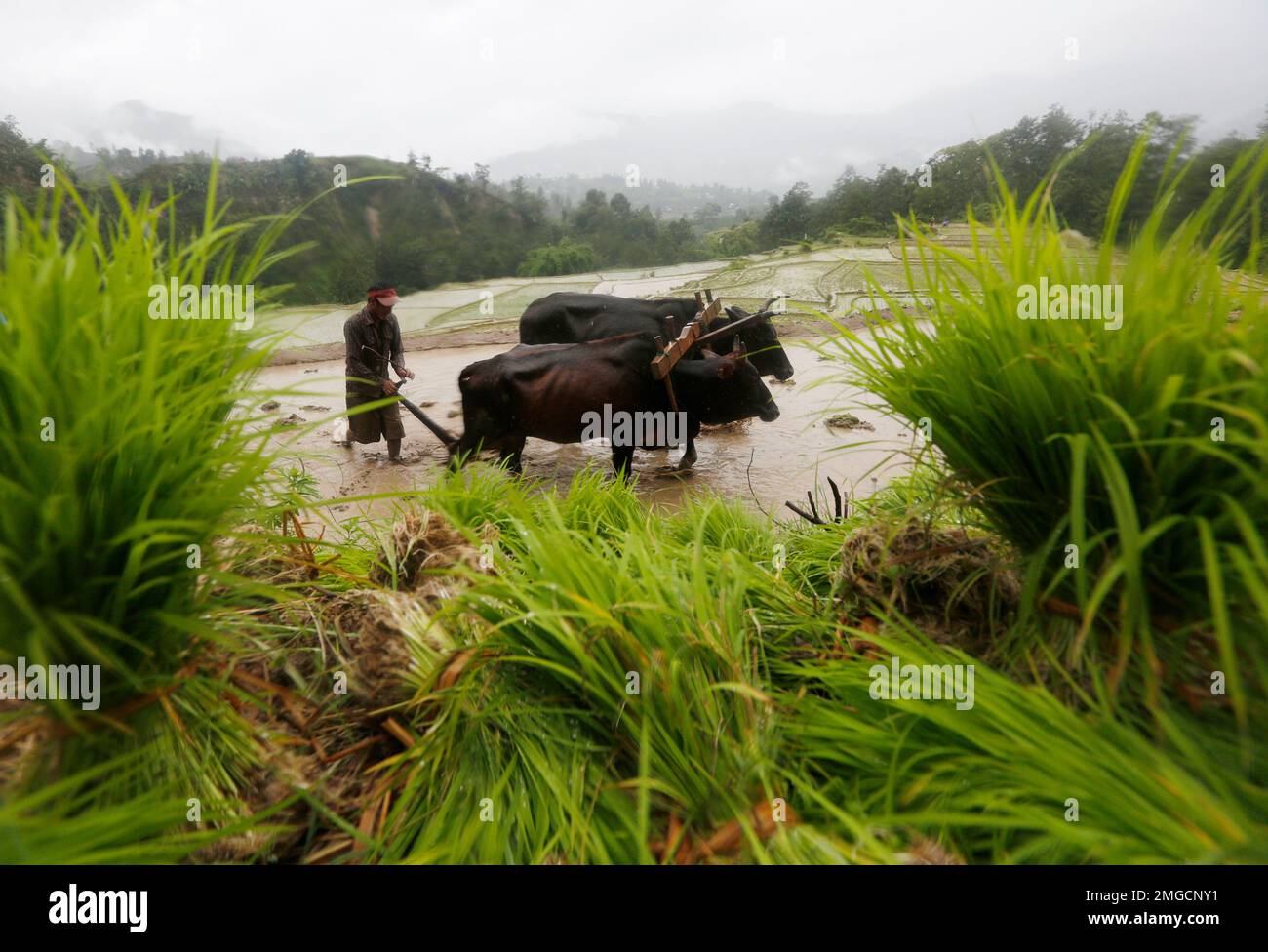 A Nepalese farmer ploughs his paddy field during Asar Pandra or ...