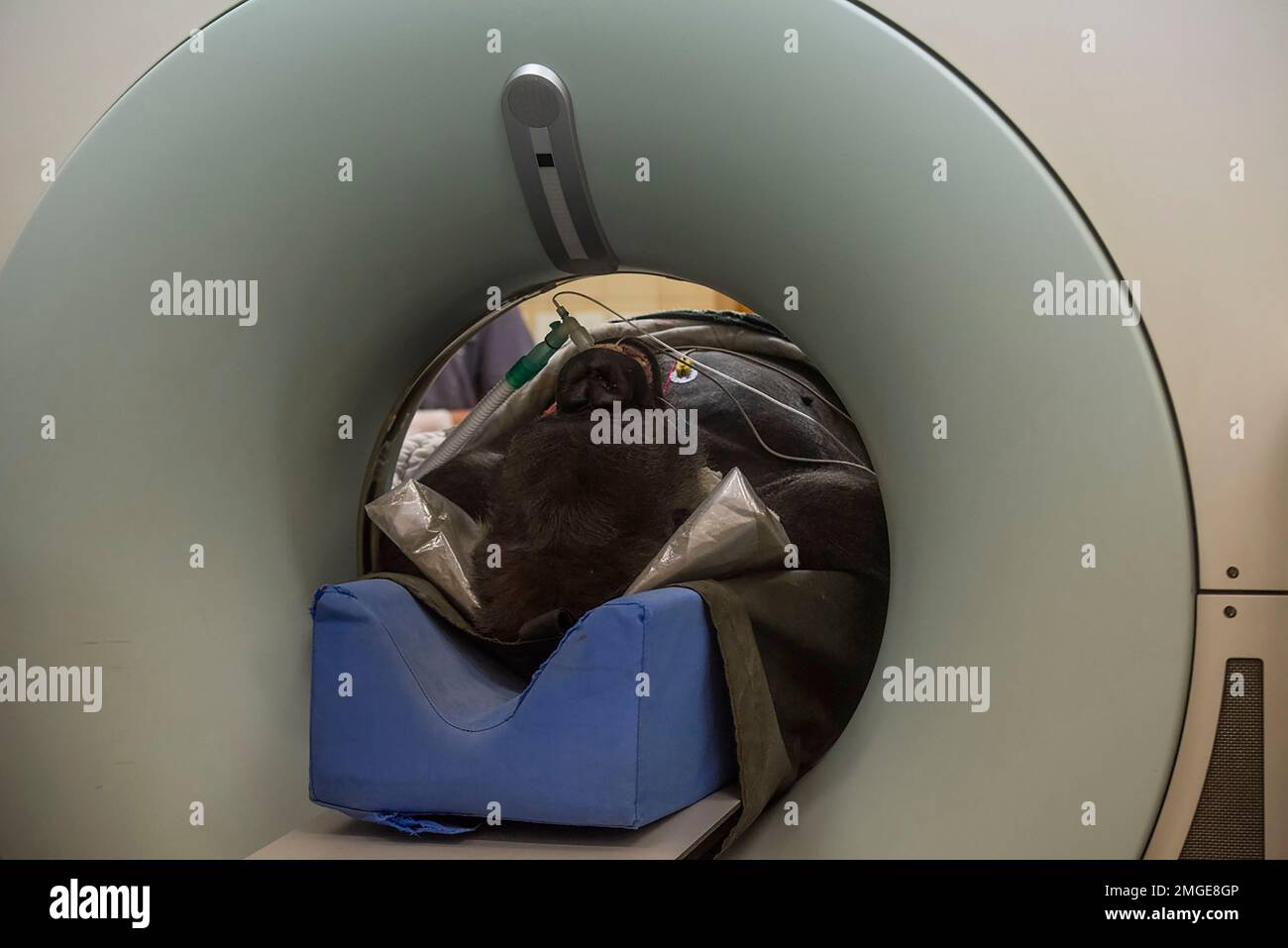 Makokou, a 35-year-old male Western Lowland gorilla from the ...