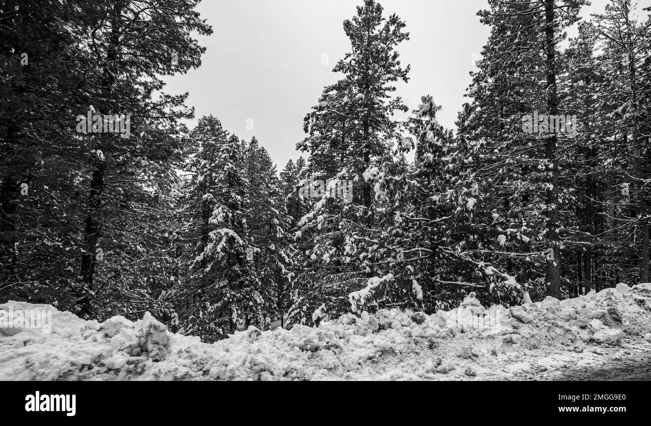 Belle vue sur Gulmarg pendant la saison d'hiver, entouré par les ...