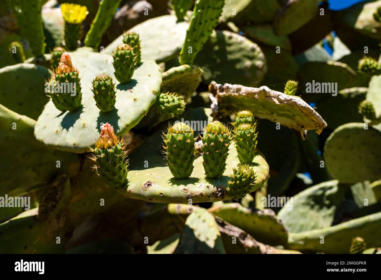 Un grand cactus de poire de Prickly, Opuntia tomentosa, qui pousse à la ...