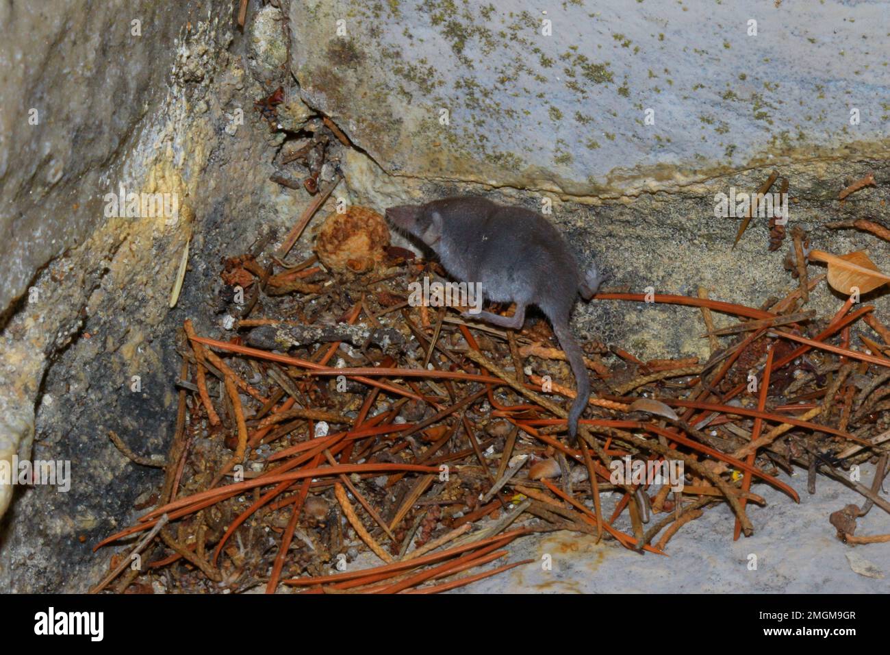 White toothed shrew suncus etruscus Banque de photographies et d’images ...