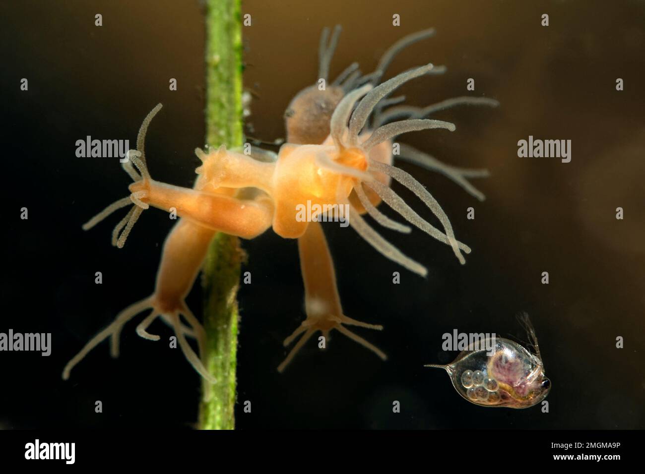 Hydre verte Banque de photographies et d’images à haute résolution - Alamy