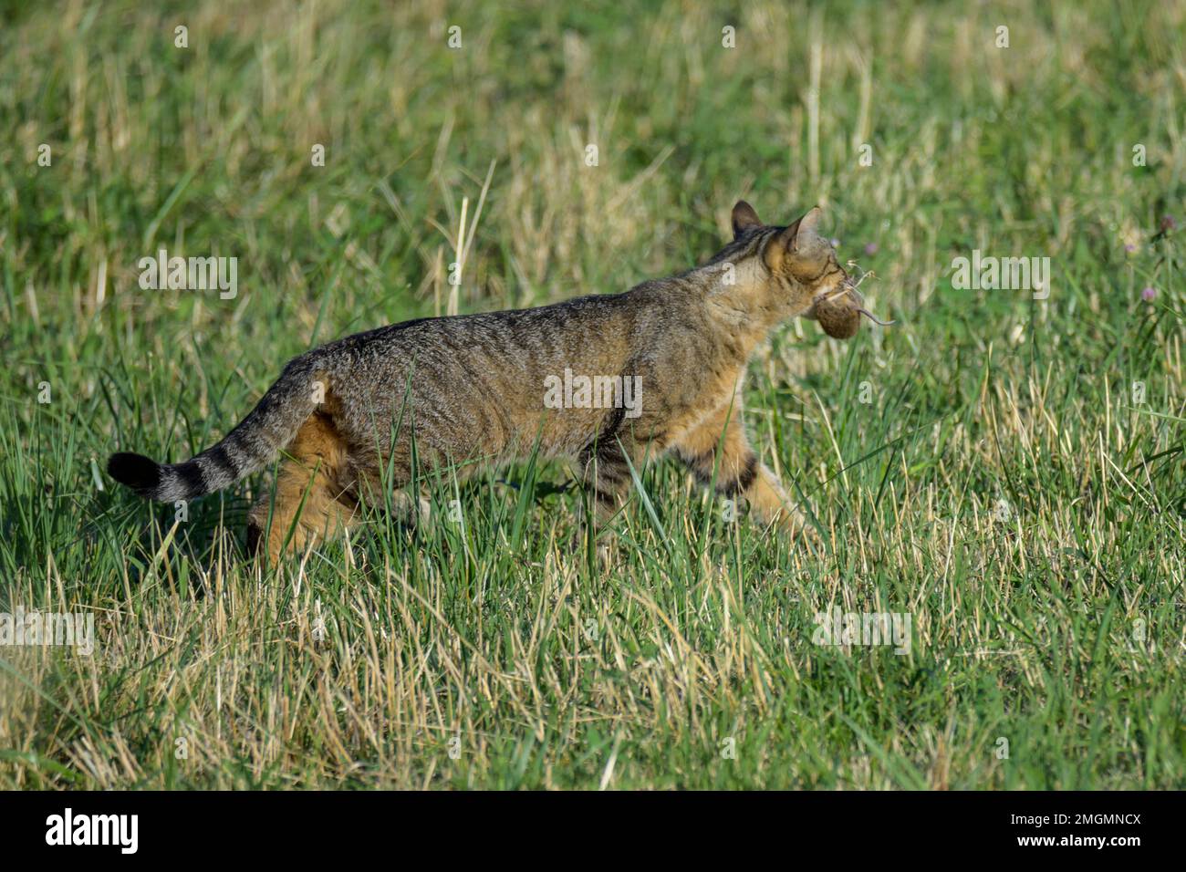 Chat forestier (Felis sylvestris) chasse des souris dans un pâturage à ...