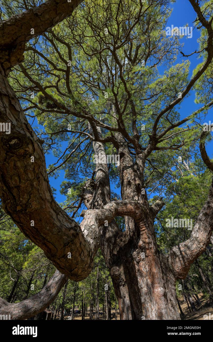 Troncs de pin des canaries pinus canariensis Banque de photographies et ...