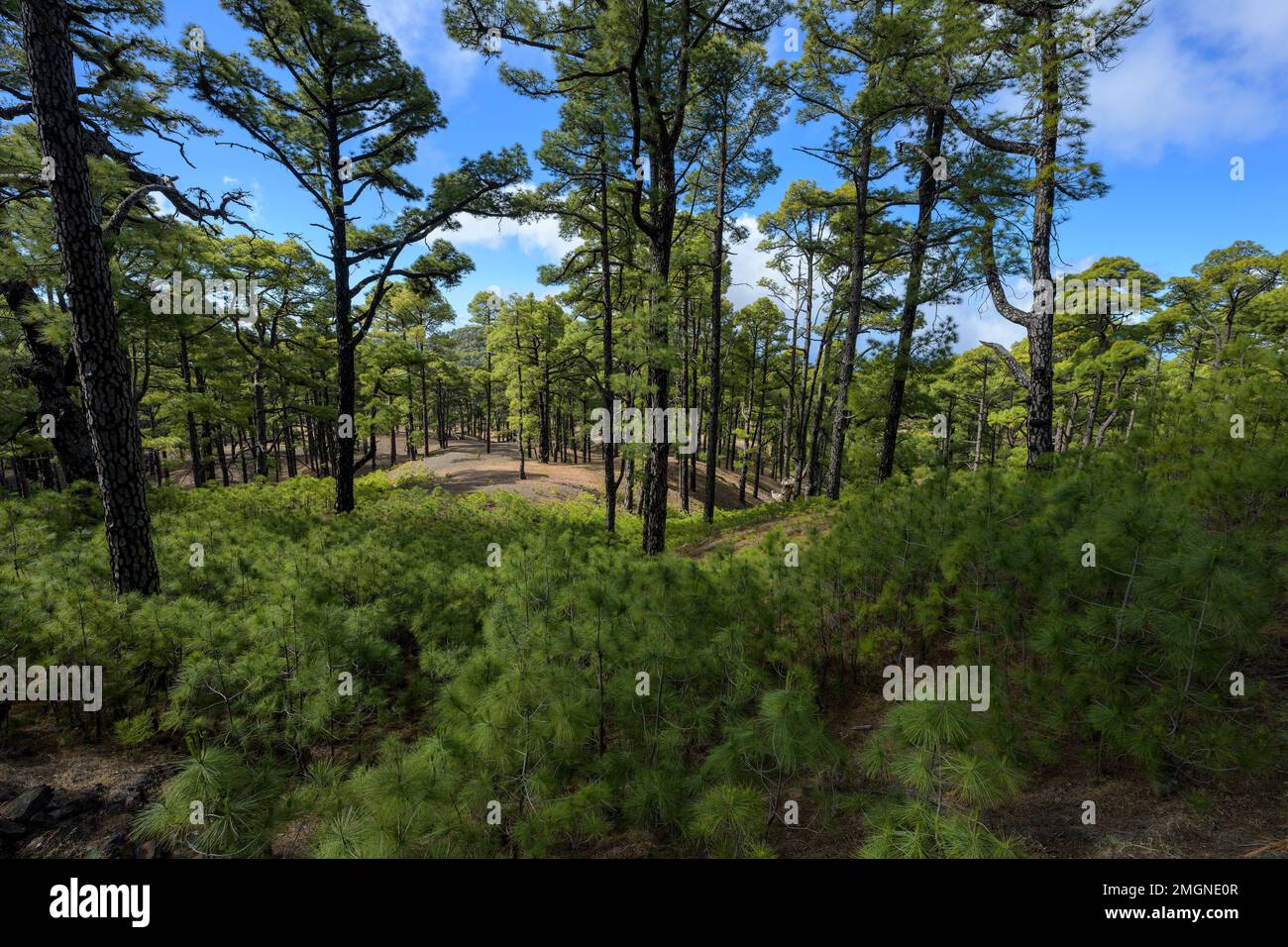 PIN canari sur l'île d'El Herrio. Le pin des Canaries (Pinus ...