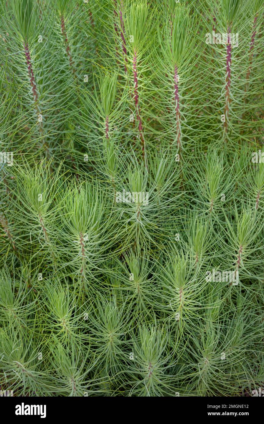 PIN canari sur l'île d'El Herrio. Le pin des Canaries (Pinus ...