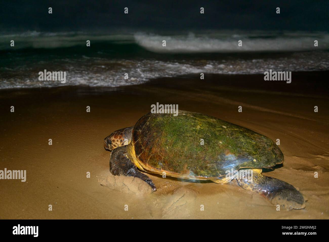 La tortue de mer (Caretta caretta) se retrouvant en mer après avoir ...