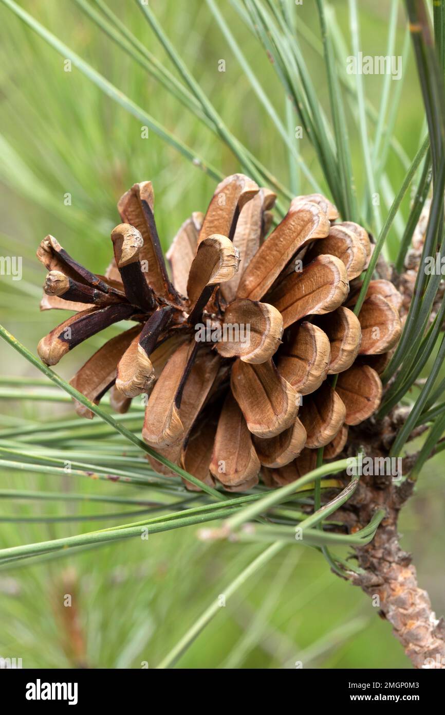 Cône de pin de Salzmann (Pinus nigra salzmannii), Saint-Guilhem-le ...