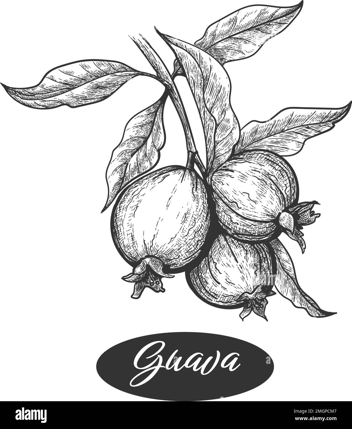 Guava fruit branch Banque d'images noir et blanc - Alamy