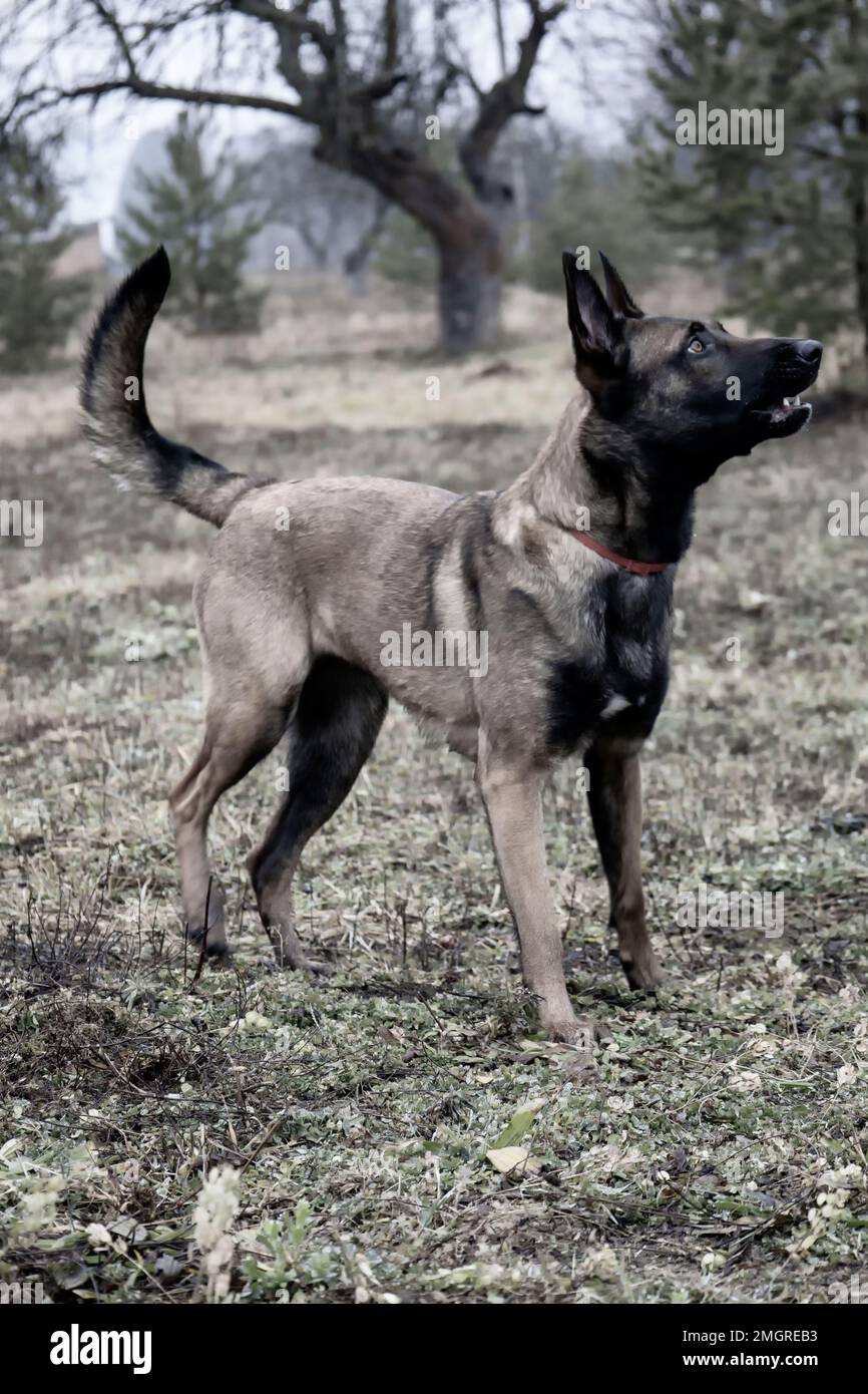 Eau de chien de berger belge Banque de photographies et d’images à ...