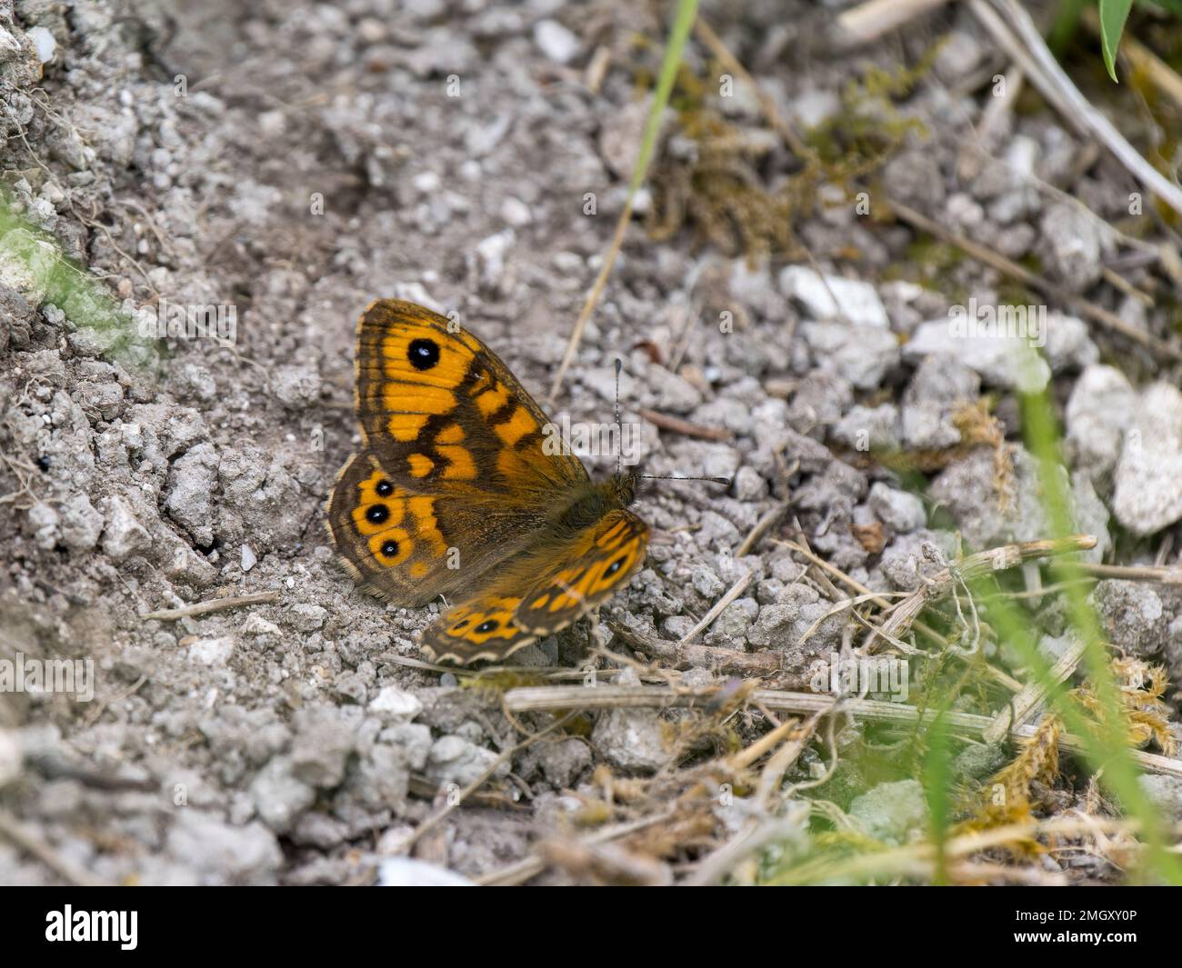 Papillon brun mur sur sol Banque de photographies et d’images à haute ...