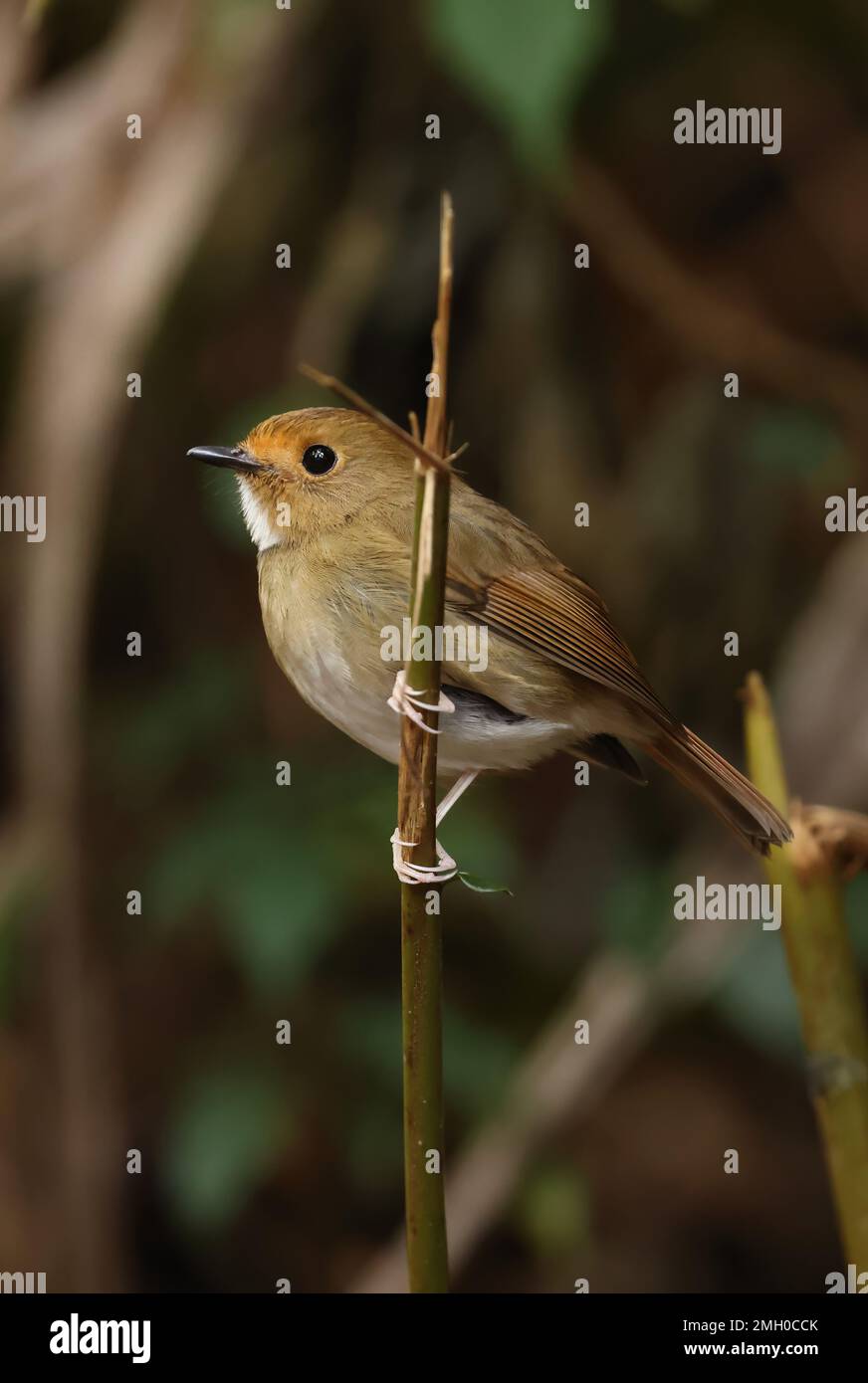 Anthipes solitaris Banque de photographies et d’images à haute résolution - Alamy