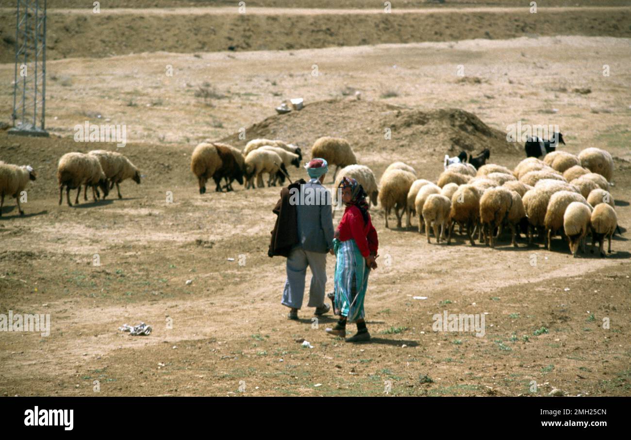 Berger bergers berger moutons bergers bergers Banque de photographies et d’images à haute ...