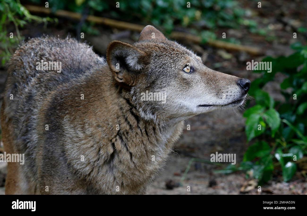 FILE - In a Monday, May 13, 2019 file photo, a red wolf roams its ...