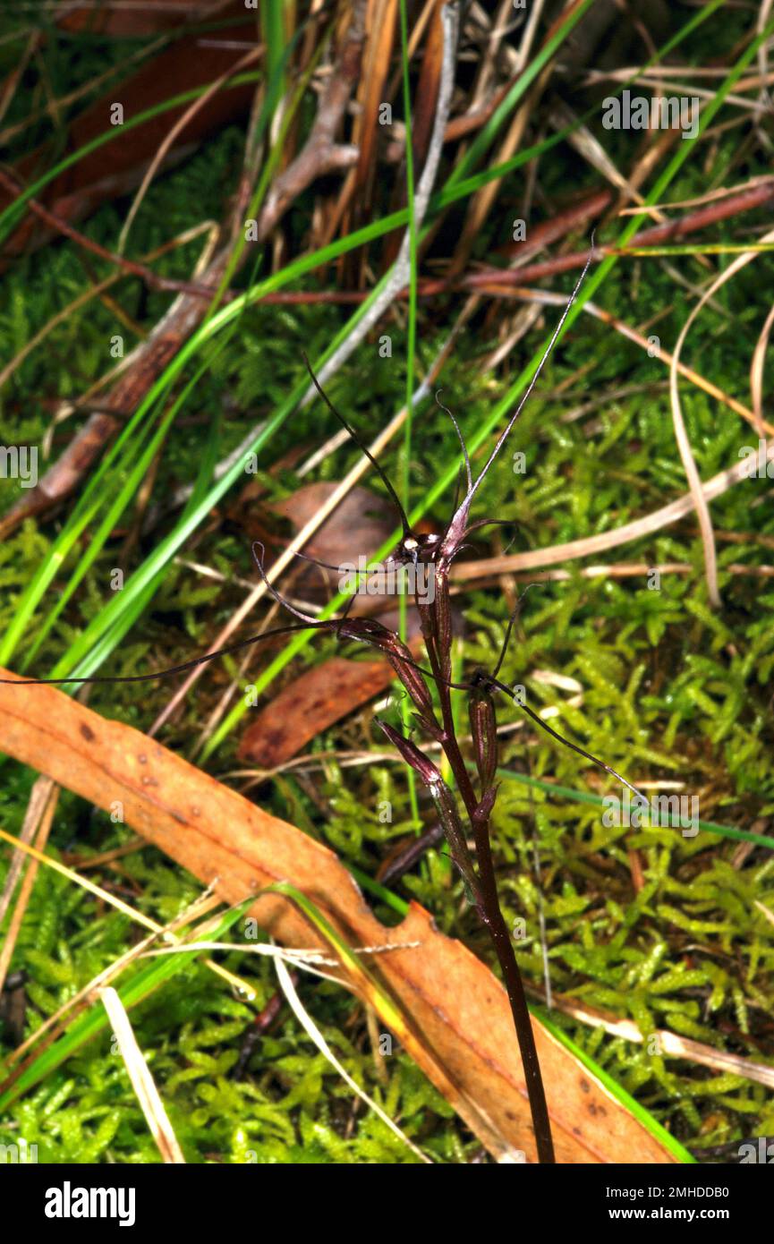 Les orchidées Daddy long legs (Caladenia filamentosa) sont vraiment ...