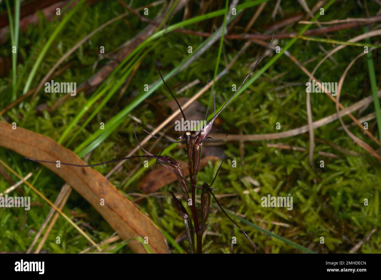 Les orchidées Daddy long legs (Caladenia filamentosa) sont vraiment ...