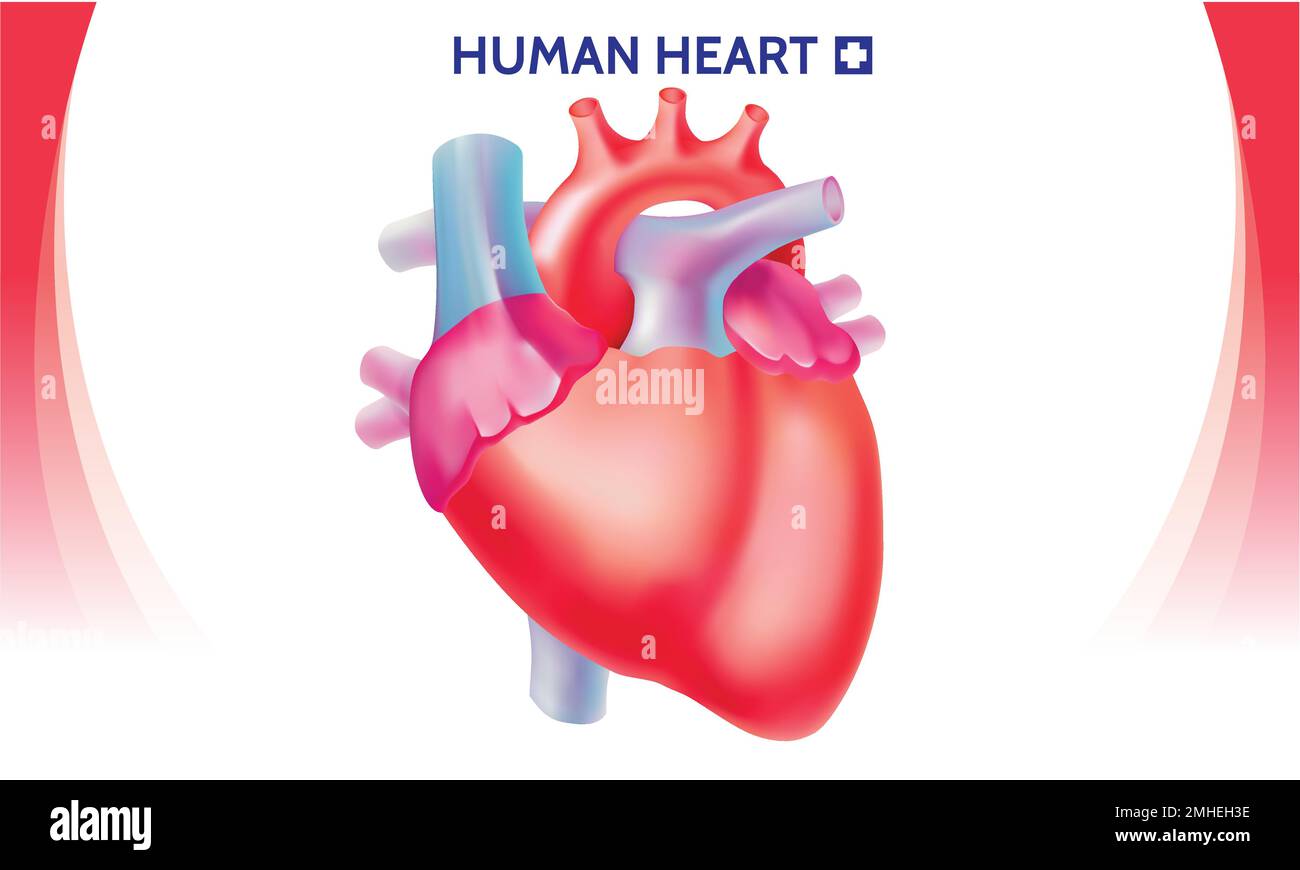Cœur humain isolé sur fond blanc. Cardiologie, concept anatomique ...