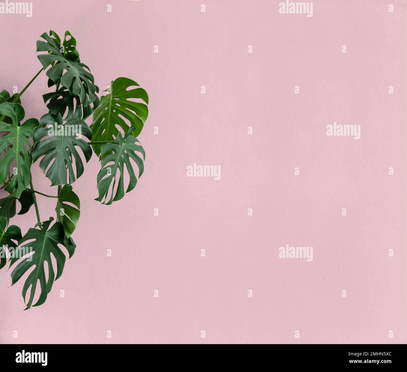 Monstera plant Banque de photographies et d’images à haute résolution ...