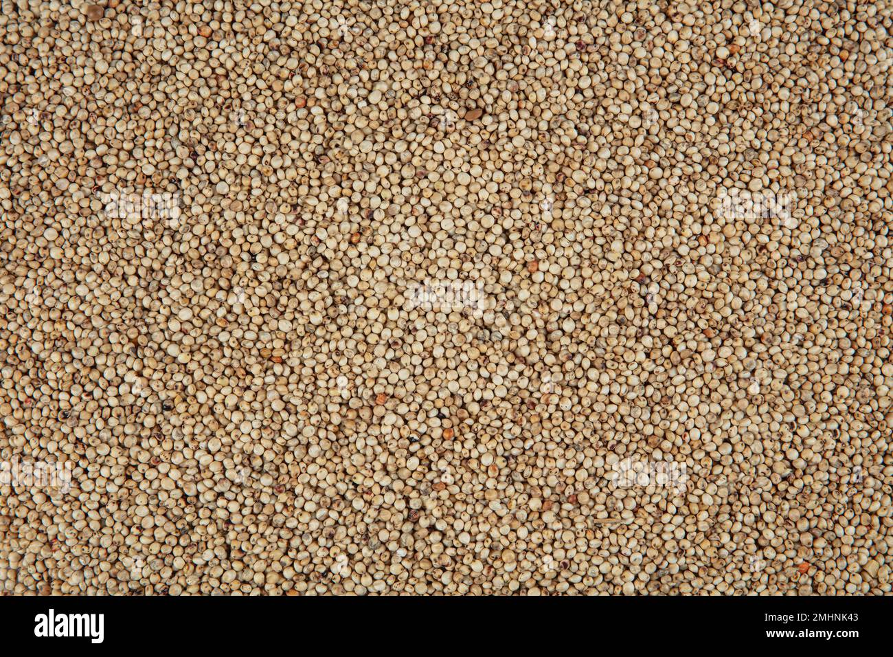 Graines de sorgho sans gluten isolées sur fond blanc. Graines entières ...