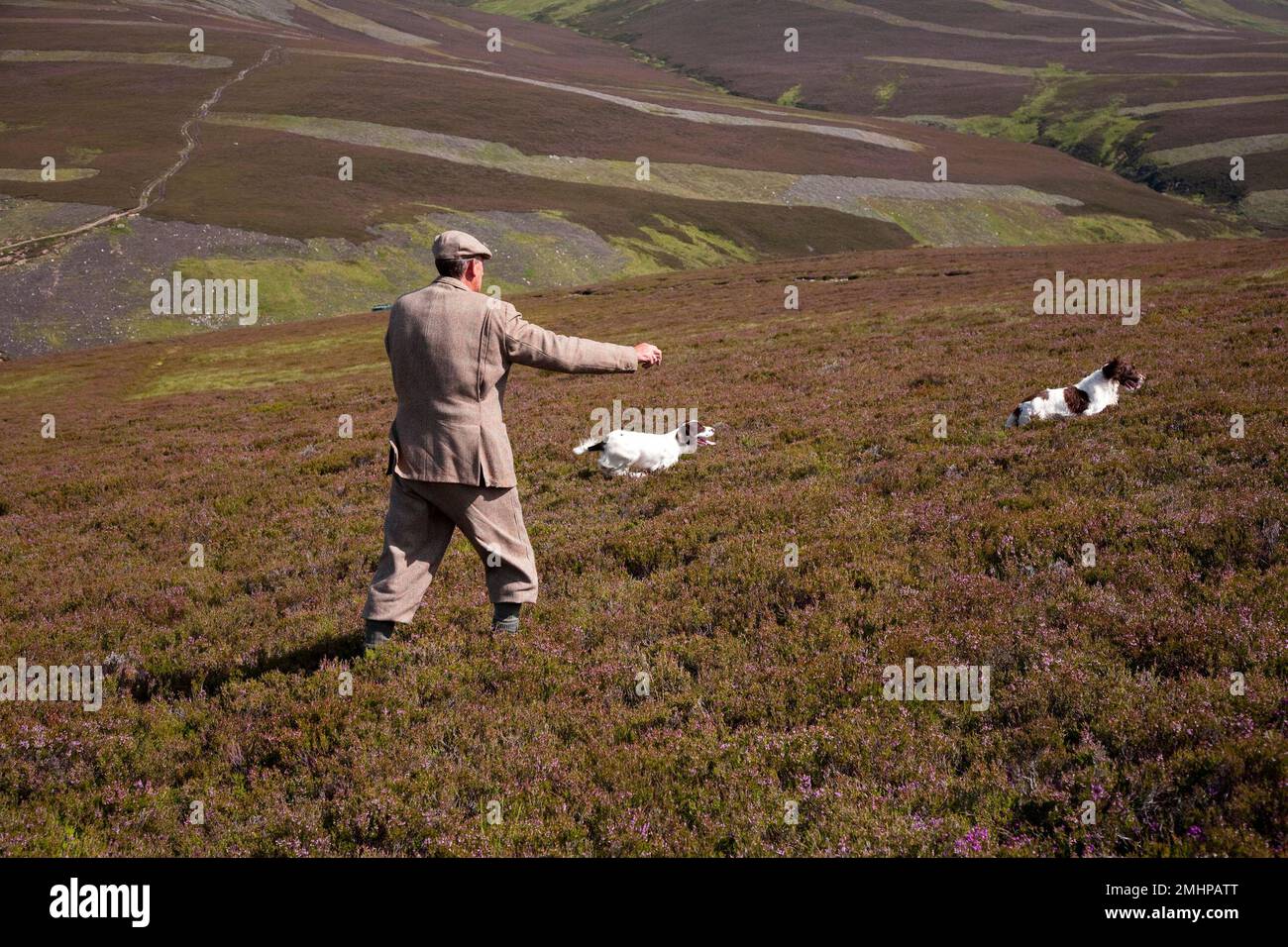 Garde-chasse écossaise avec deux chiens et un drapeau de fouets sur les ...