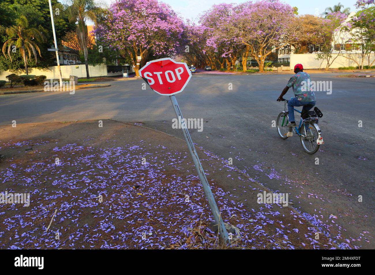 A person cycles past a damaged stop sign with jacaranda petals lining a ...