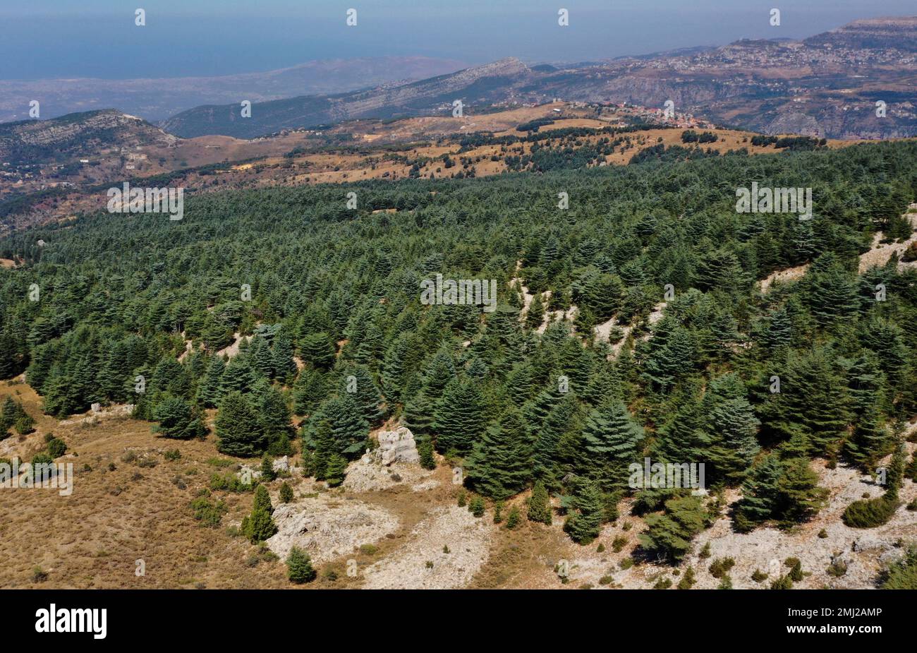 This Sept. 18, 2019 photo, shows an aerial view of a cedar forest where Lebanese deminers from ...