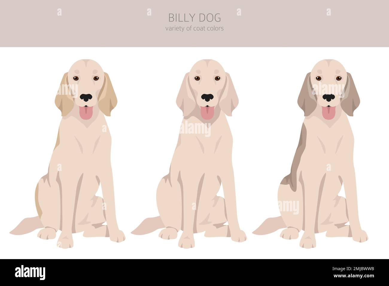 Billy dog Banque d'images vectorielles - Alamy