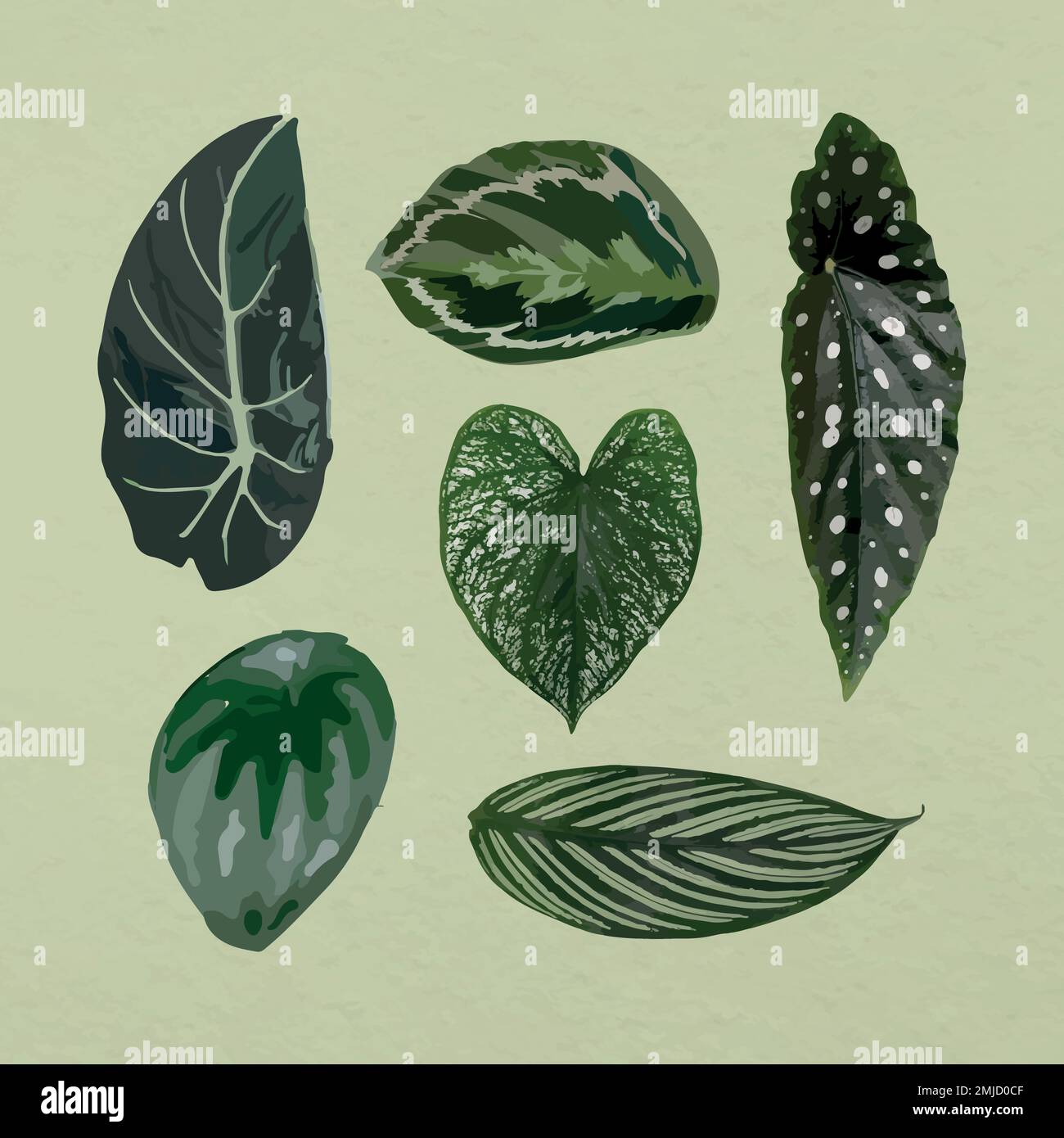 Zanzibar Banque d'images vectorielles - Alamy