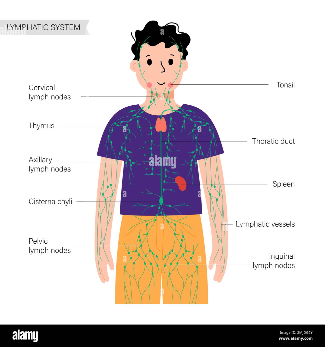 Organe lymphatique Banque de photographies et d’images à haute ...