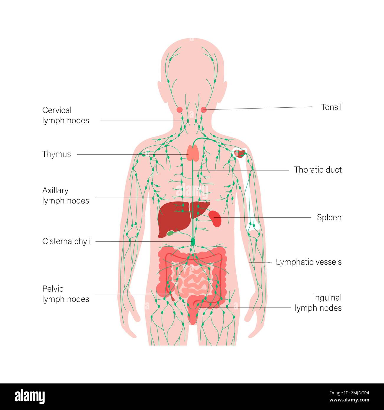 Organes lymphoides thymus Banque de photographies et d’images à haute ...